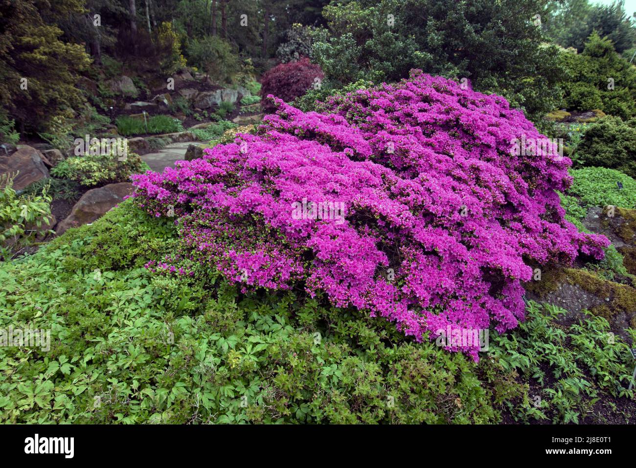Kyushu azalea , Rhododendron kiusianum kiusianum Stock Photo - Alamy