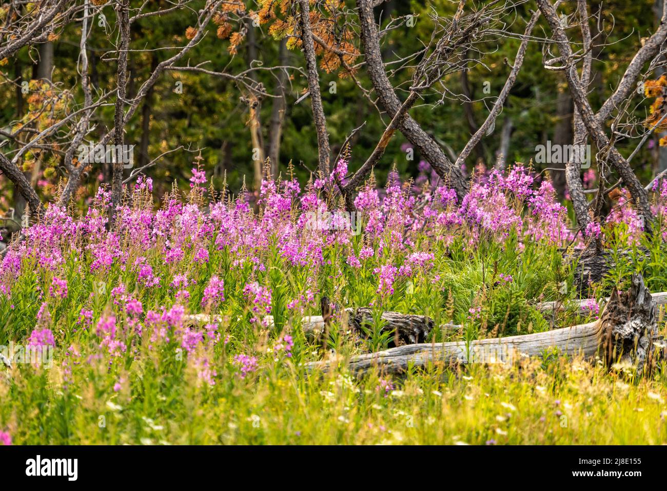 Yellowstone forest fireweed hi-res stock photography and images - Alamy
