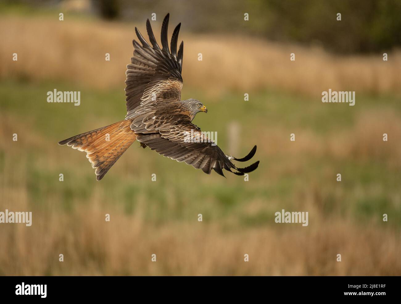 Red feathers and distinctive form in tail hi-res stock photography and ...