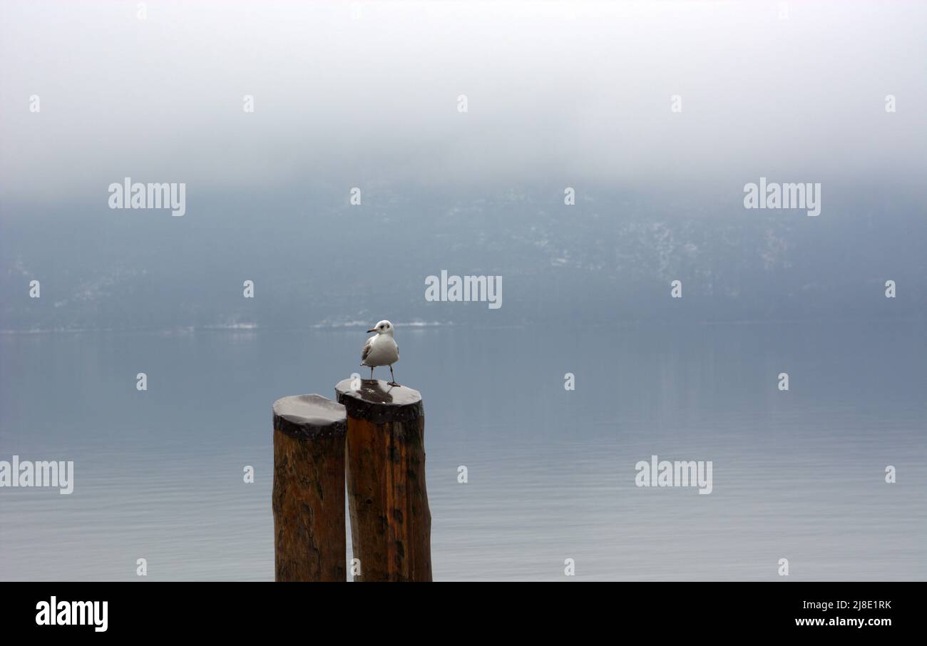 A seagull stood on a wood stick Stock Photo - Alamy