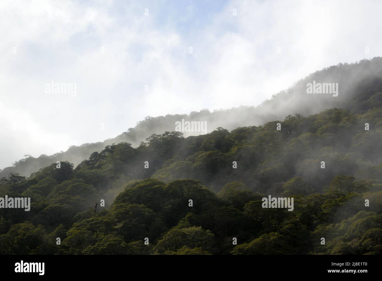 Mountain moist forest hi-res stock photography and images - Alamy