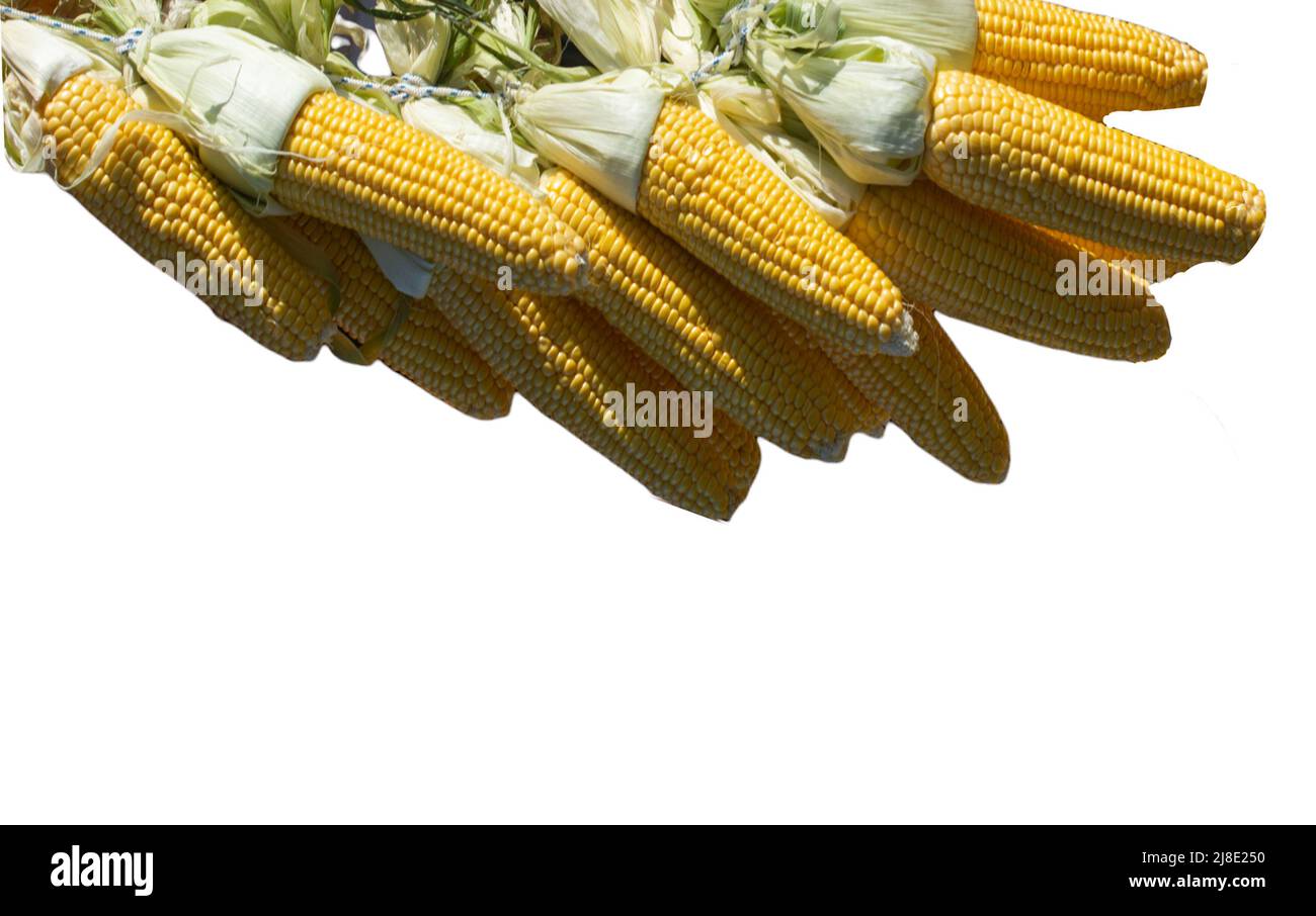 Isolated swings of corn on a white background. Ecological food concept ...
