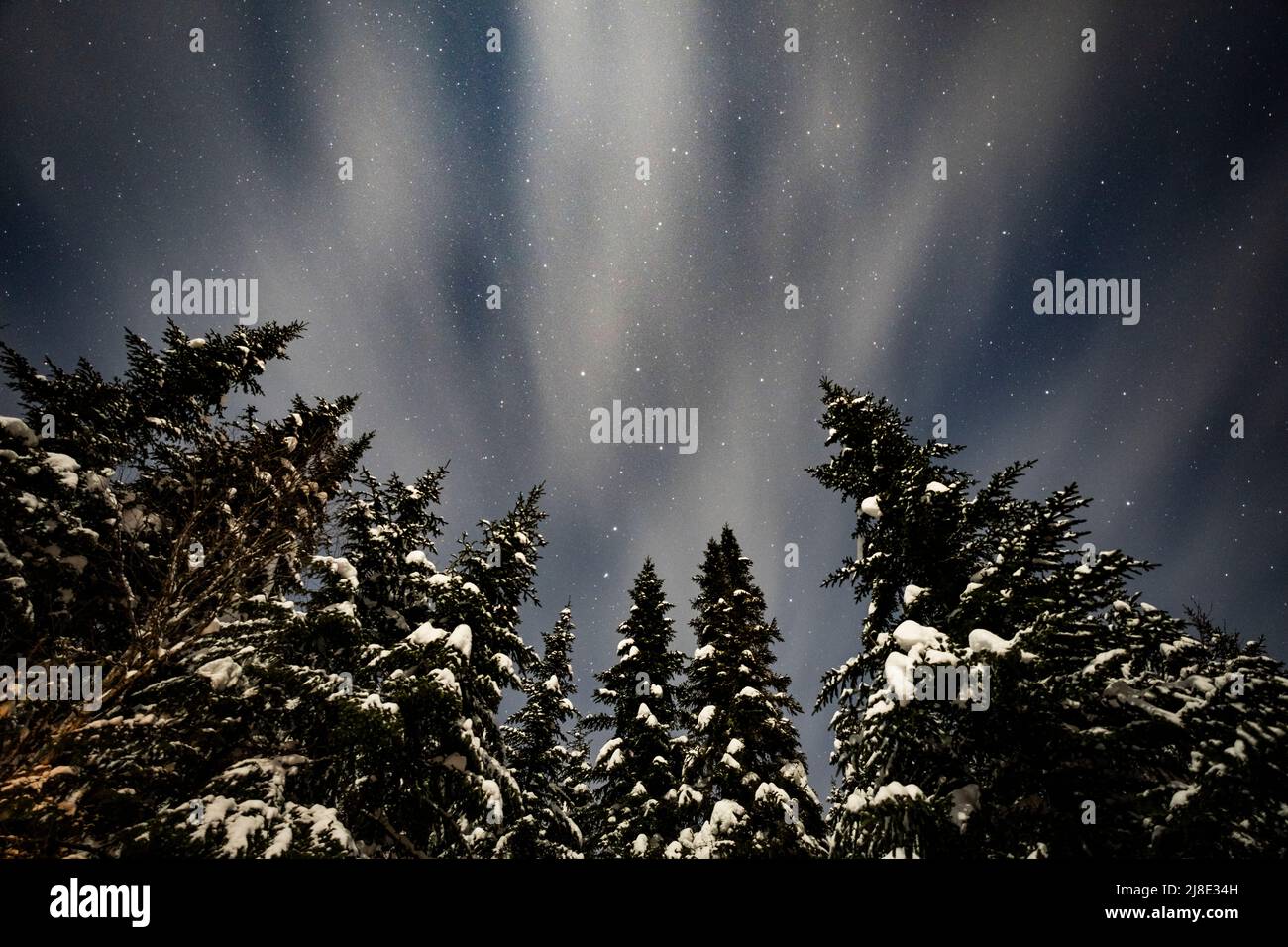 Moonlit forest during cold winter night Stock Photo - Alamy