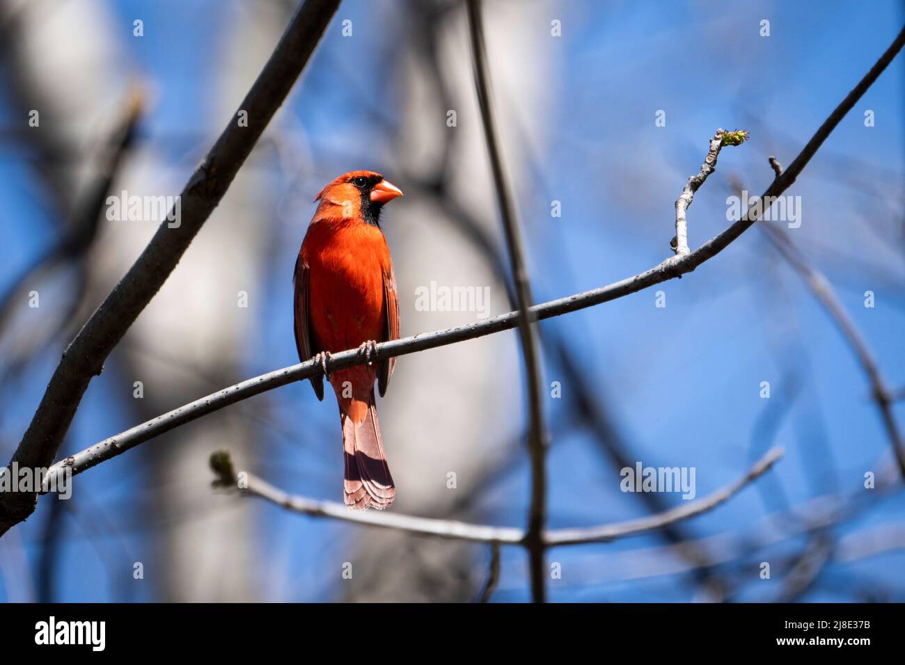 Male northern cardinal bird hi-res stock photography and images - Alamy