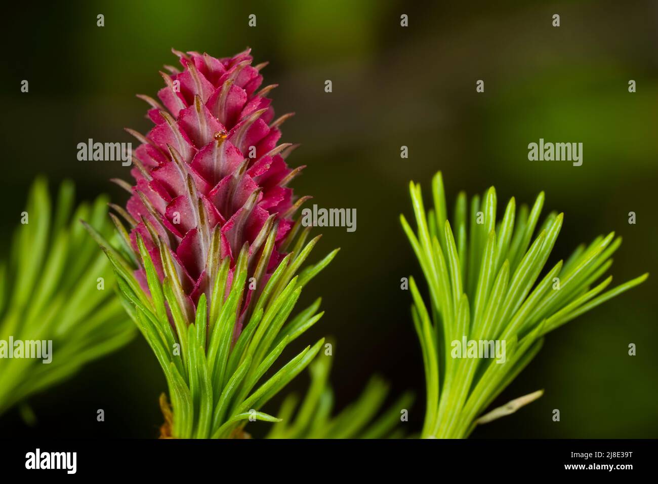 Female conifer cone hi-res stock photography and images - Alamy
