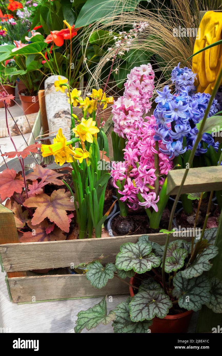 Flowers layout hi-res stock photography and images - Alamy