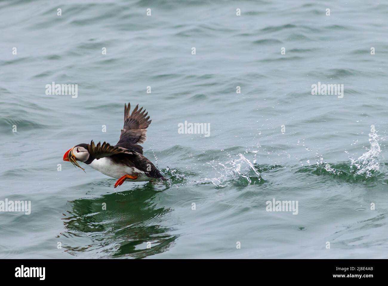 Puffin (Fratercula arctica) on the water starting to take flight Stock ...