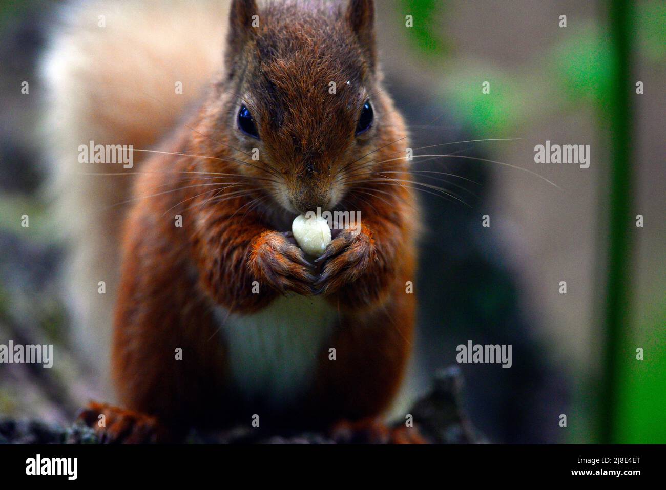 Scottish red squirrel or Sciurus vulgaris Stock Photo - Alamy