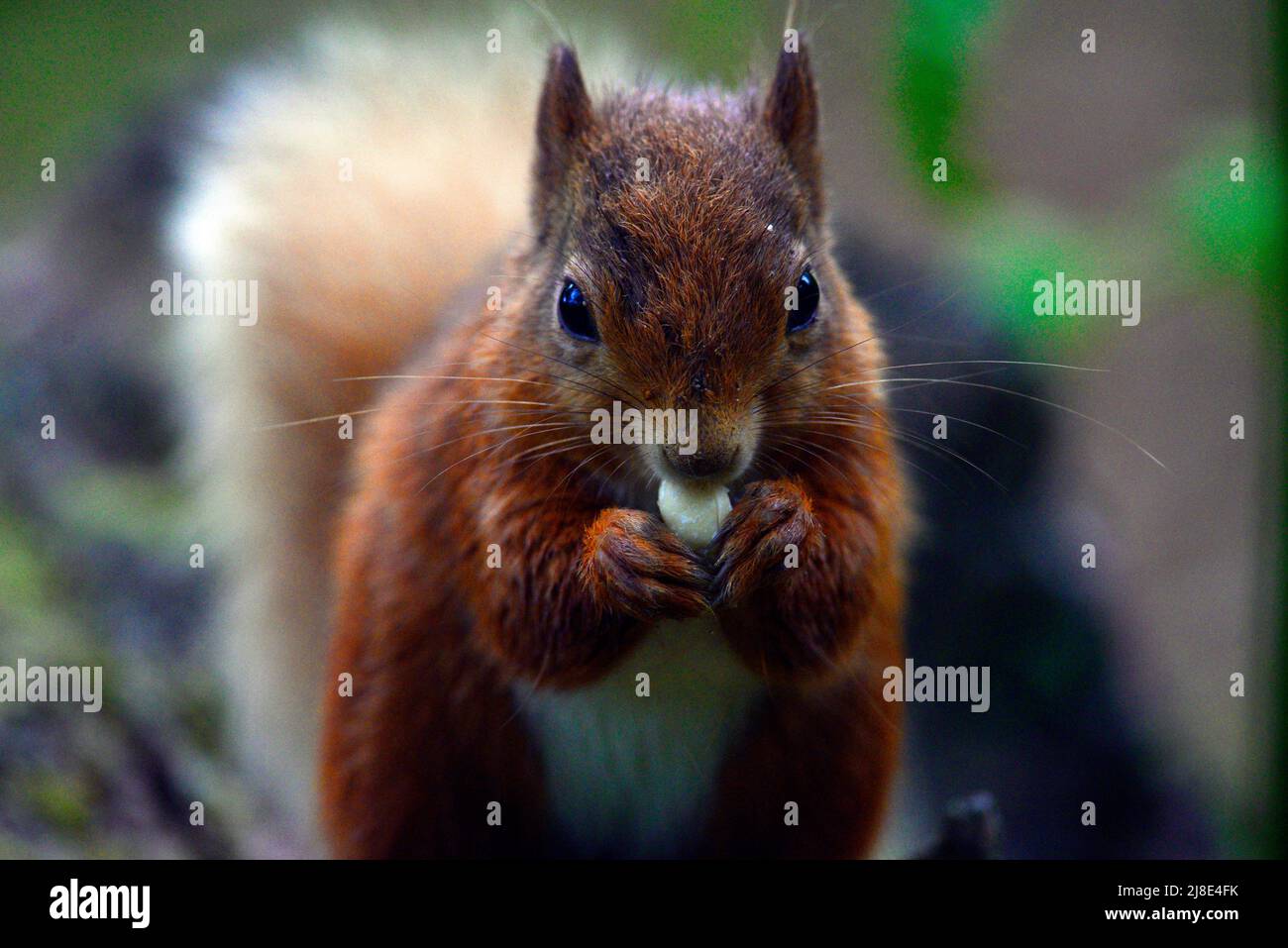 Scottish red squirrel hi-res stock photography and images - Alamy