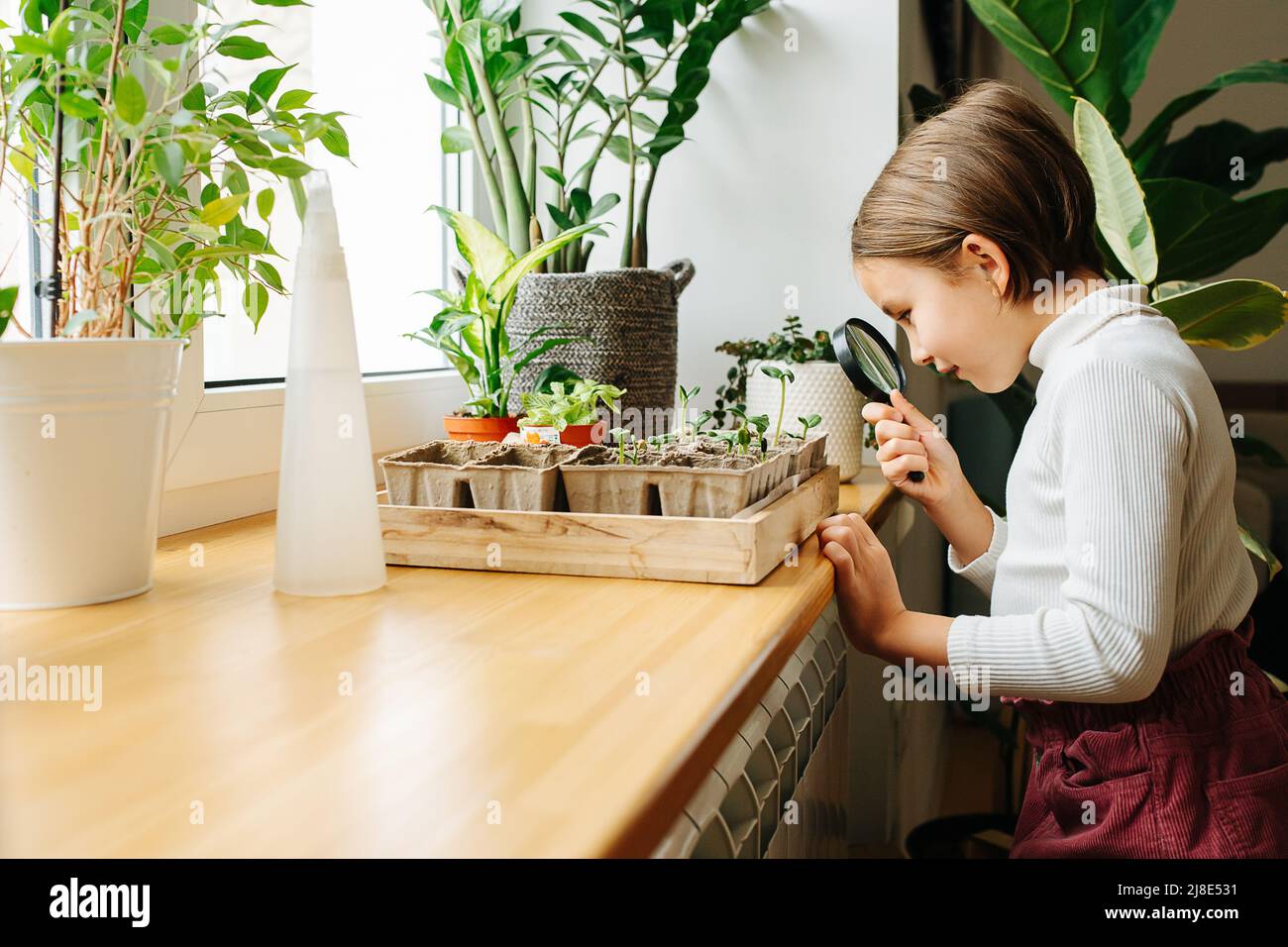 Side view of a girl next to a window sill, looking at plant seedling ...