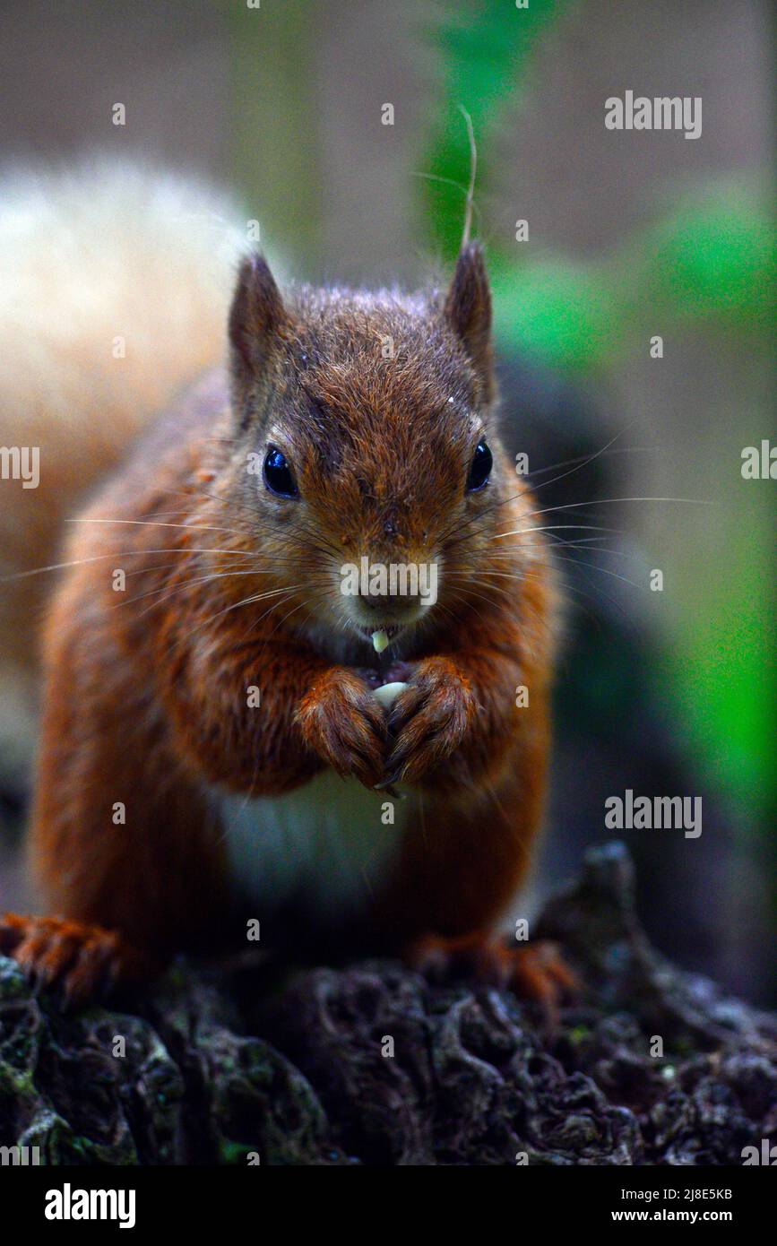 Scottish red squirrel or Sciurus vulgaris Stock Photo - Alamy