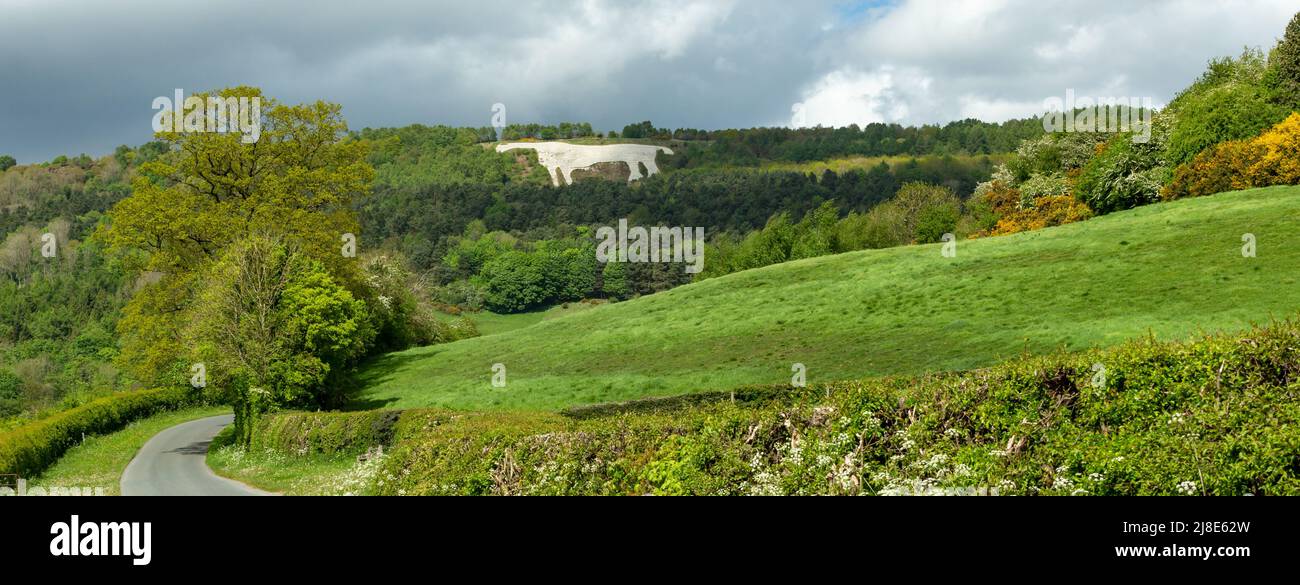 Spring budding oak tree hi-res stock photography and images - Alamy