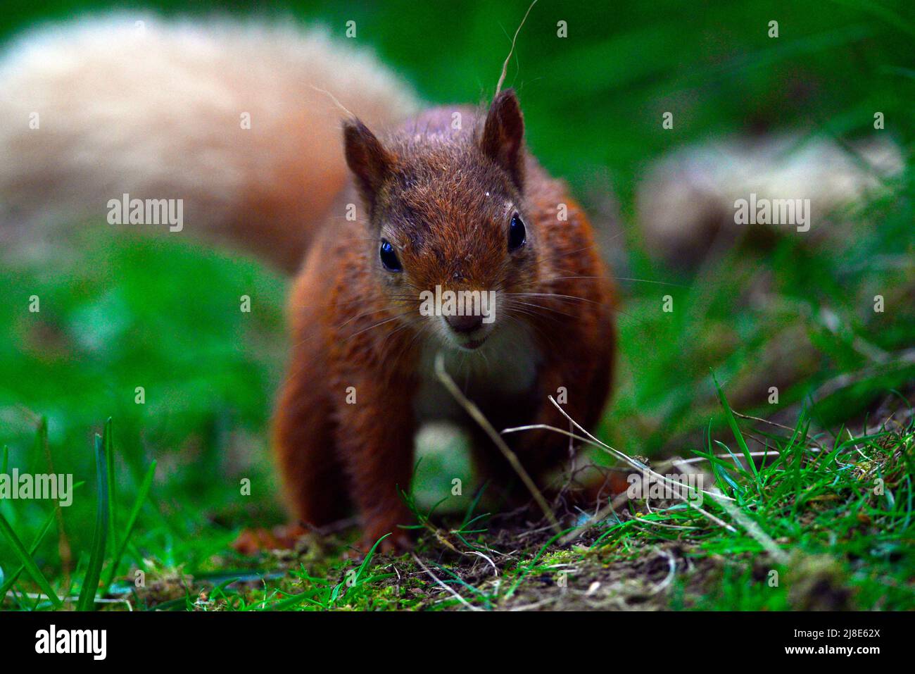 Perfect picture of a squirrel hi-res stock photography and images - Alamy