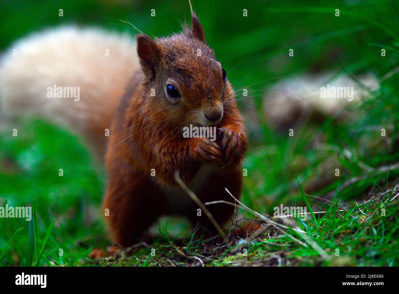 Scottish red squirrel or Sciurus vulgaris Stock Photo - Alamy