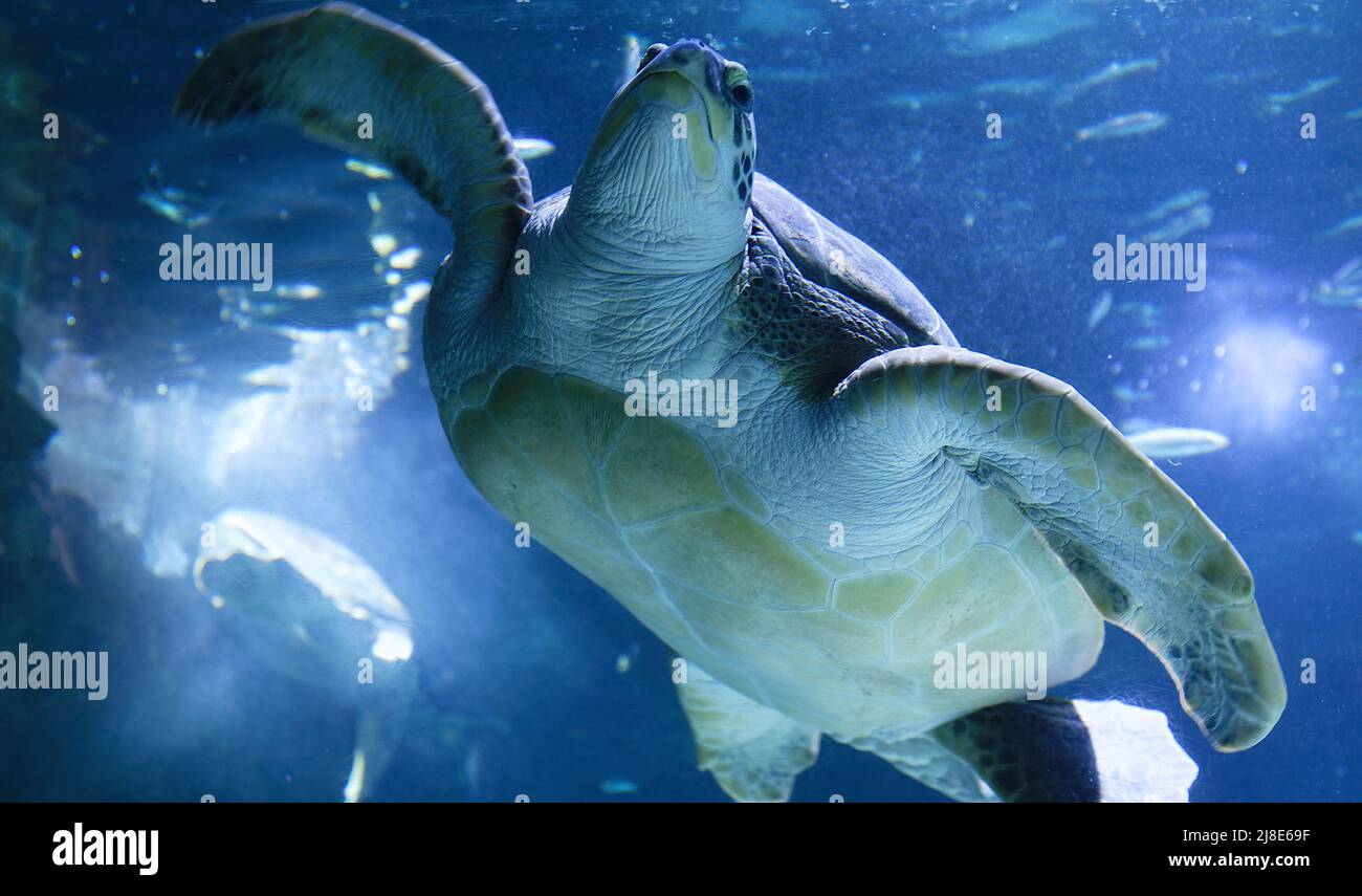 Green sea turtle swimming above a coral reef close up Stock Photo - Alamy