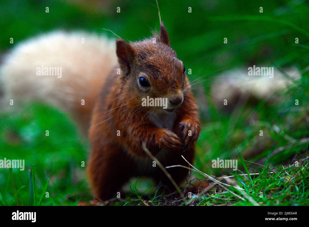Scottish red squirrel or Sciurus vulgaris Stock Photo - Alamy