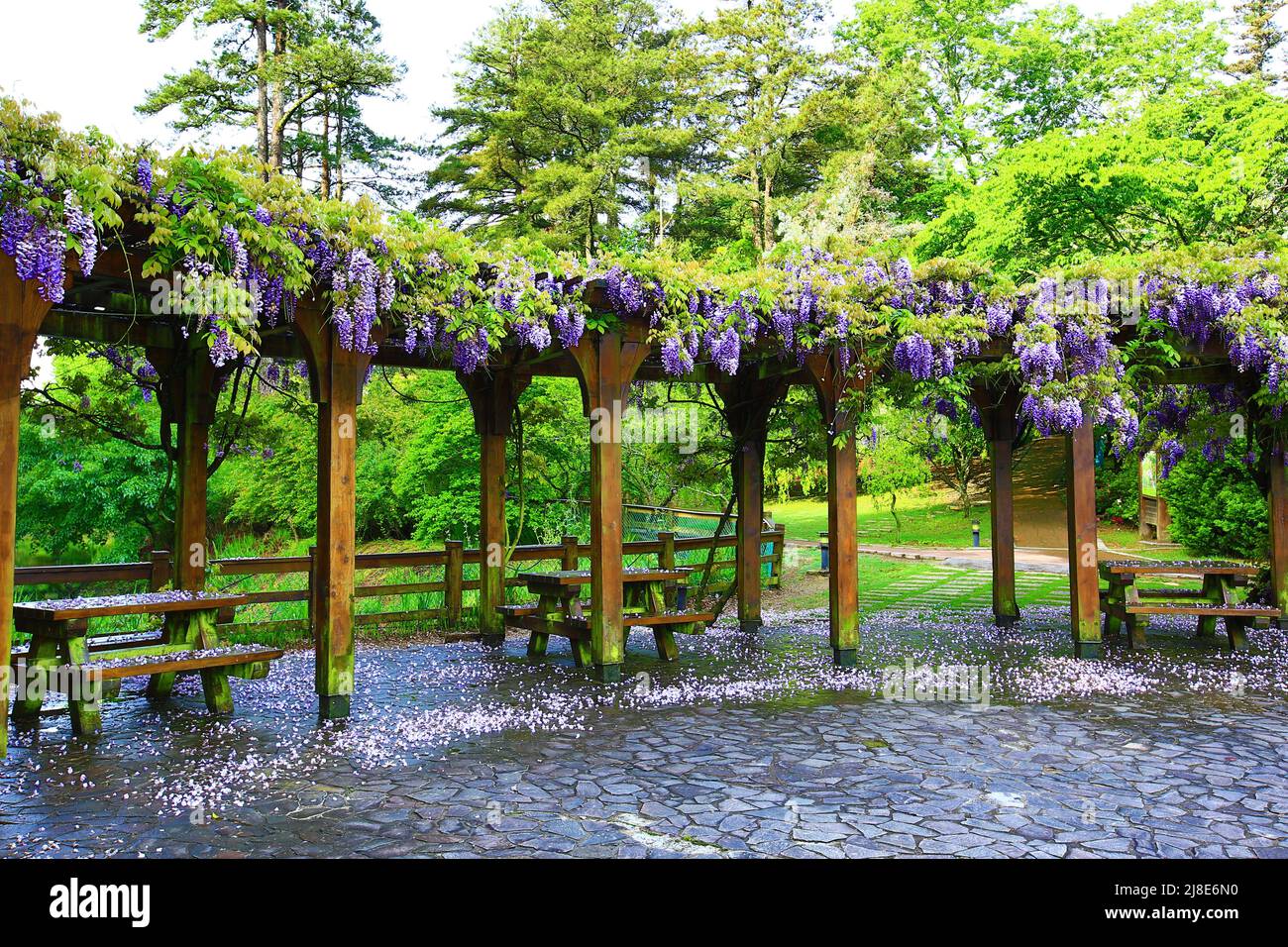 beautiful Garden scenery with Purple Wisteria flowers(Bean Tree,Purple ...