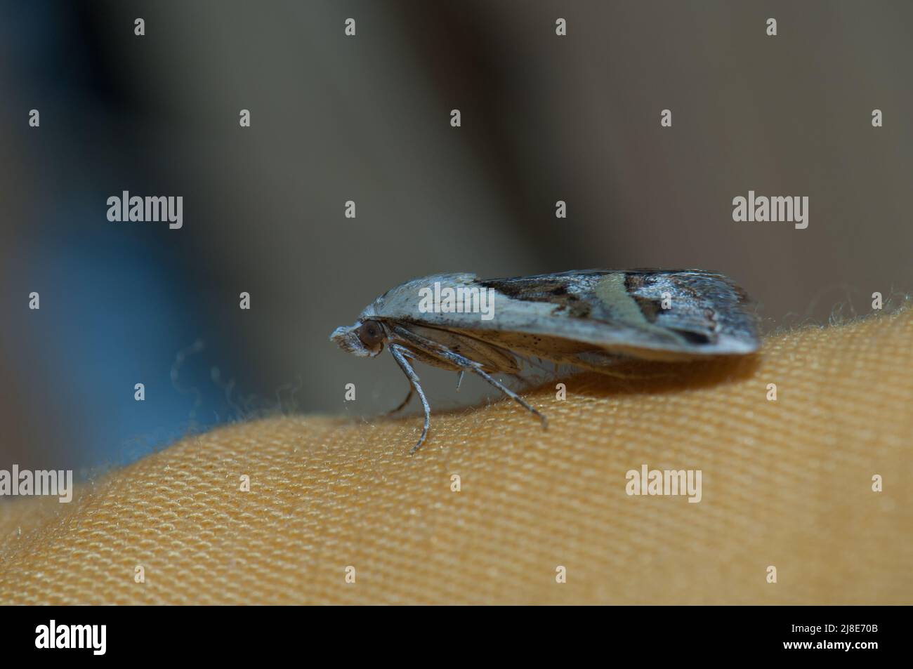 Close-up of the moth Grammodes sp. Langue de Barbarie National Park ...