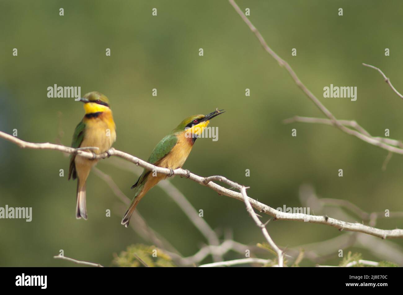 Little bee-eaters Merops pusillus on a branch. One of them with a ...