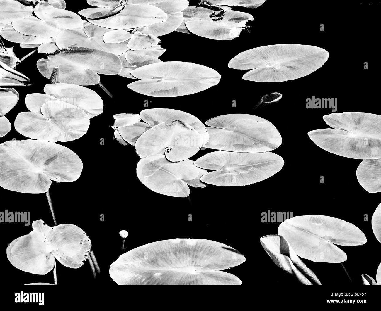 Whater lily Black and White Stock Photos & Images - Alamy