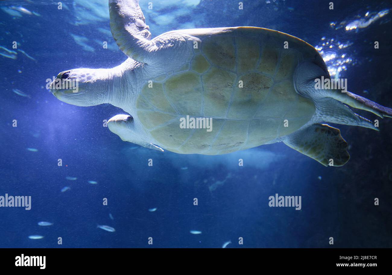 Green sea turtle swimming above a coral reef close up Stock Photo - Alamy