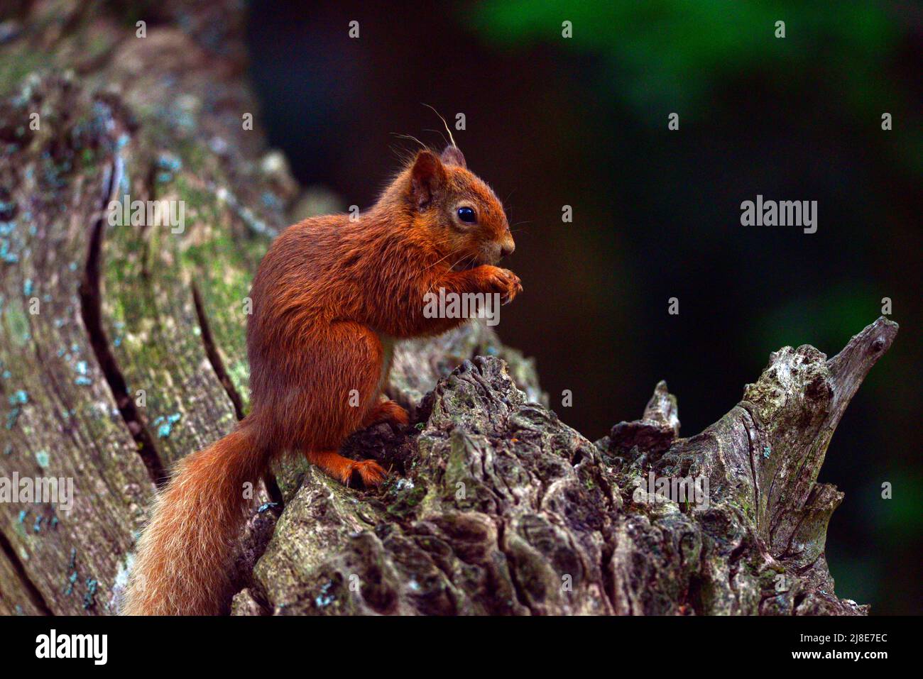 Scottish red squirrel or Sciurus vulgaris Stock Photo - Alamy