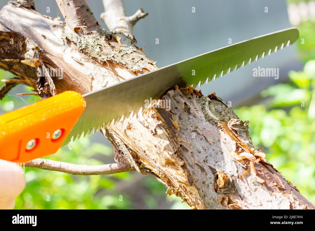 Fruit tree pruning. Pruning a branch with a hand saw Stock Photo - Alamy