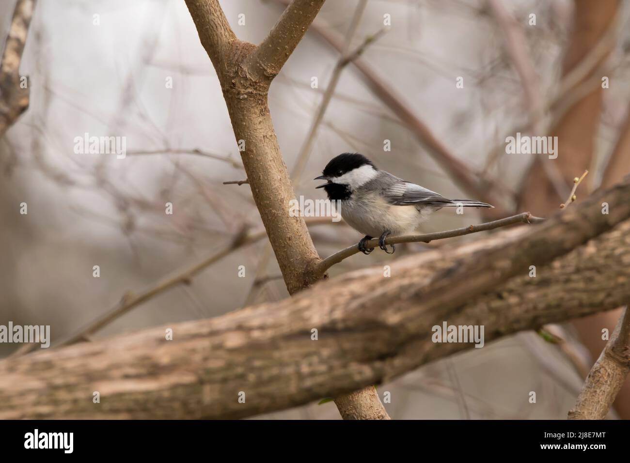 Black capped chickadee calling hi-res stock photography and images - Alamy