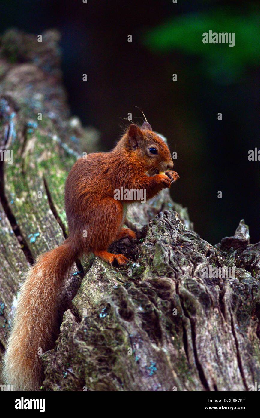 Scottish red squirrel or Sciurus vulgaris Stock Photo - Alamy