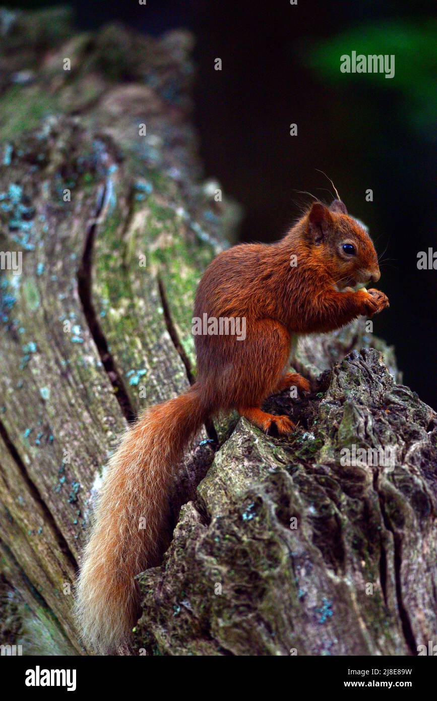 Scottish red squirrel or Sciurus vulgaris Stock Photo - Alamy