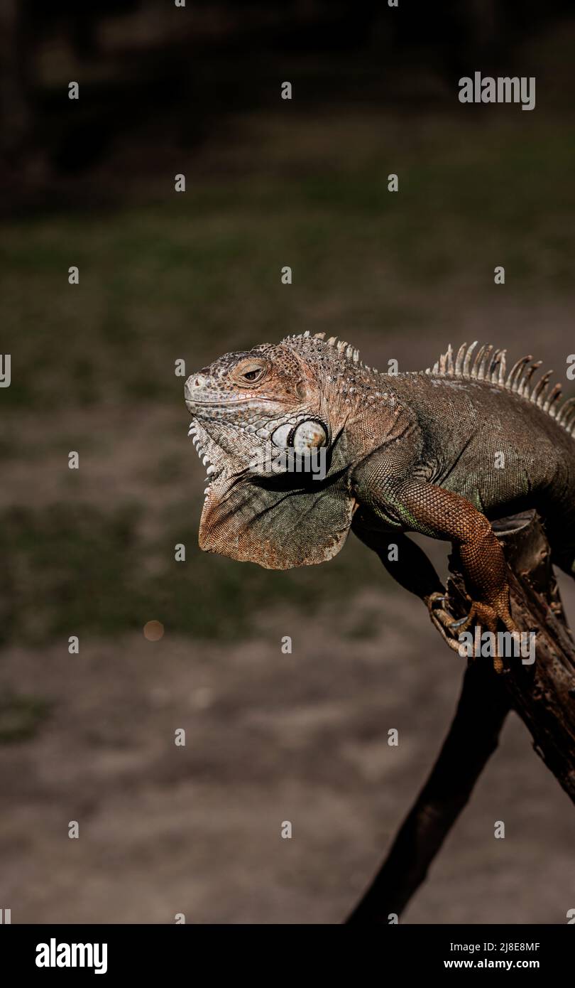 portrait Caribbean green iguana. herbivore. lizard in the wild Stock ...