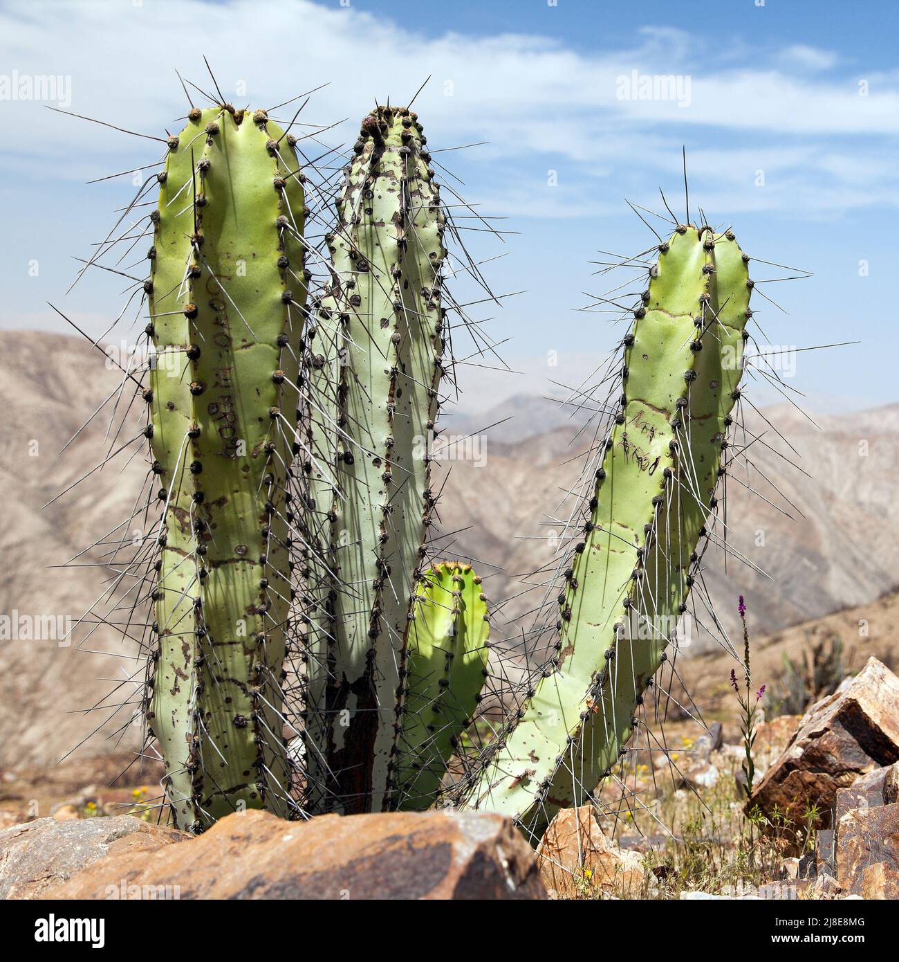 Cactus in desert landscape near Cerro Blanco, Nazca, Peru Stock Photo ...