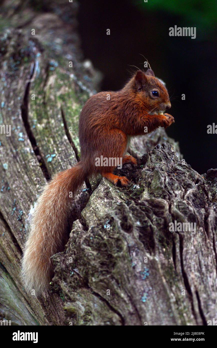 Scottish red squirrel or Sciurus vulgaris Stock Photo - Alamy