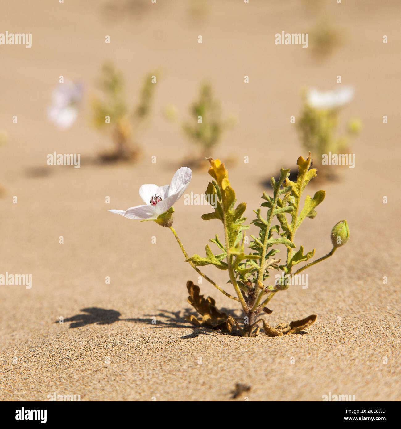 flower flowering on Cerro Blanco sand dune, the highest dunes on the ...