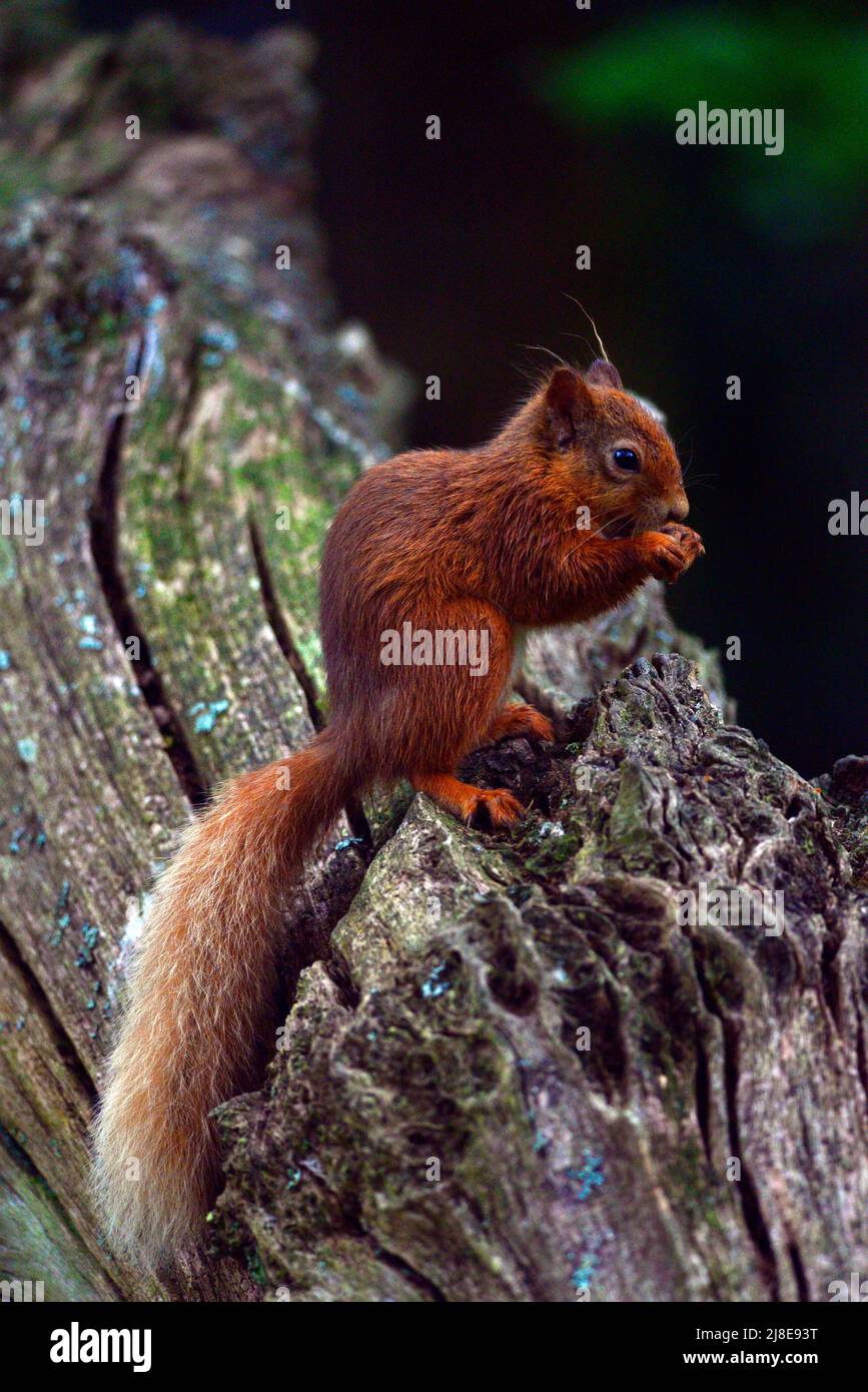 Scottish red squirrel or Sciurus vulgaris Stock Photo - Alamy
