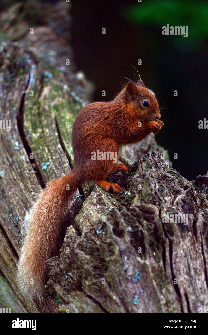 Larger than red squirrel hi-res stock photography and images - Alamy