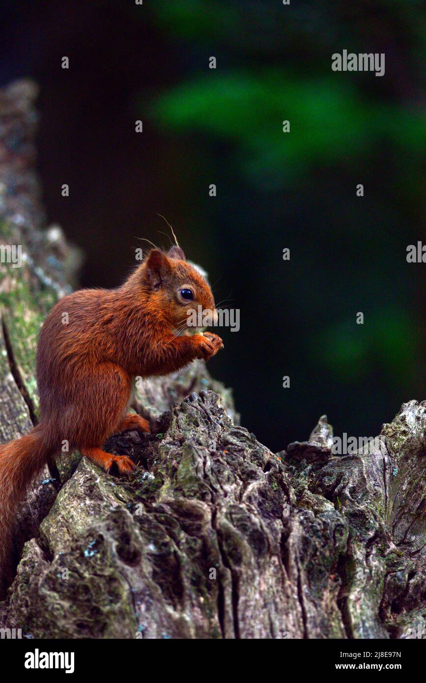 Scottish red squirrel or Sciurus vulgaris Stock Photo - Alamy