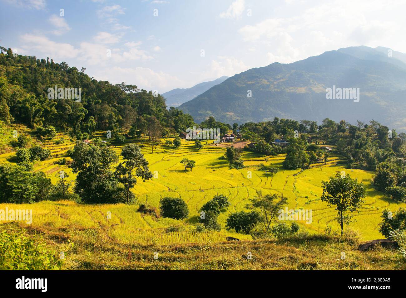 golden terraced rice or paddy fields in Nepal Himalayas mountains Stock ...