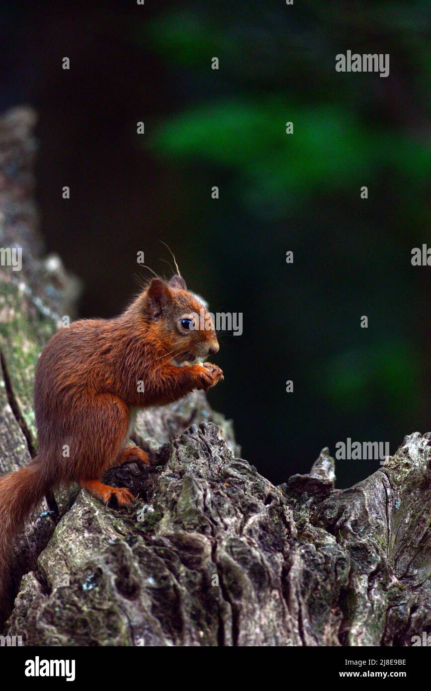Scottish red squirrel or Sciurus vulgaris Stock Photo - Alamy
