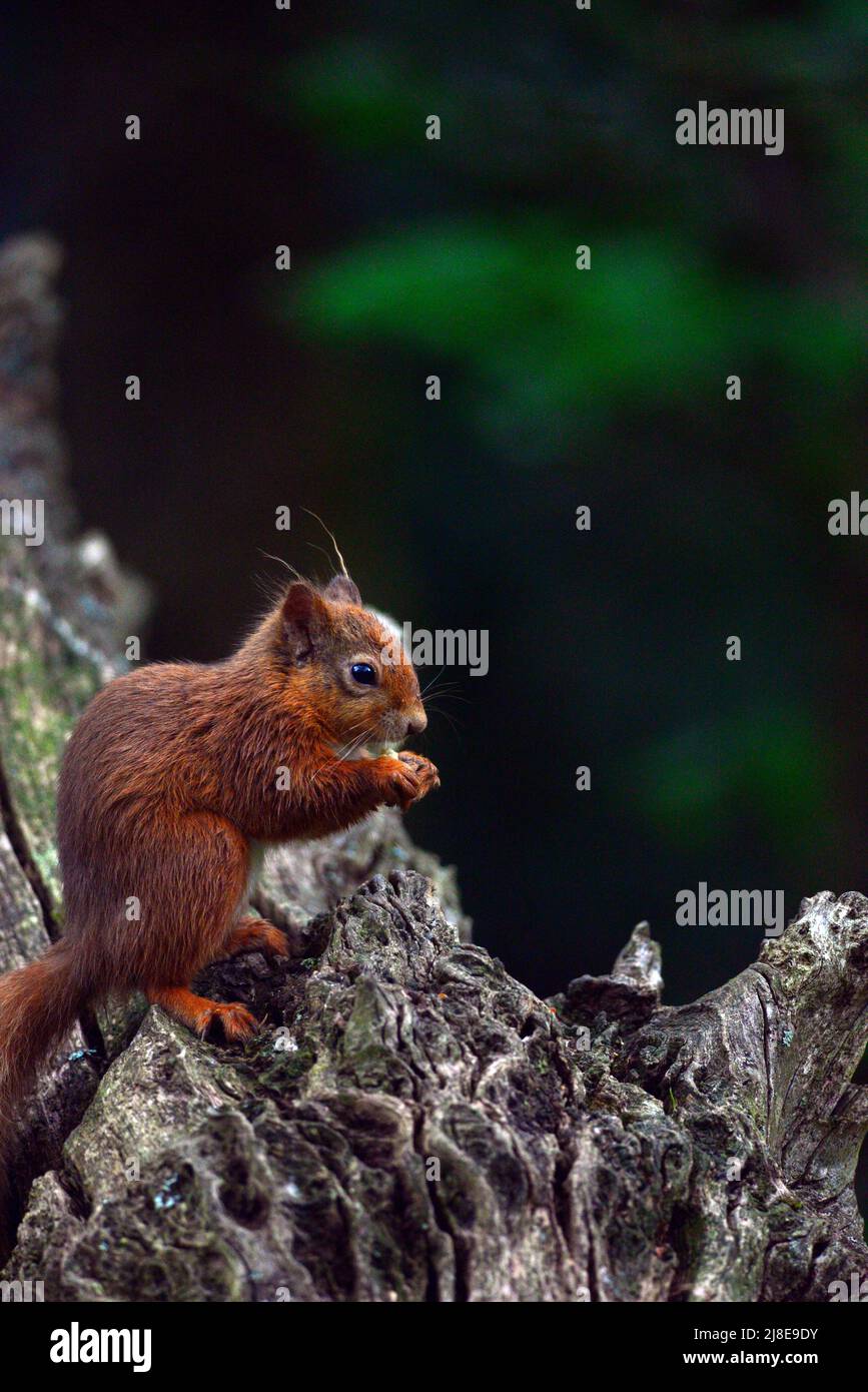 Scottish red squirrel or Sciurus vulgaris Stock Photo - Alamy