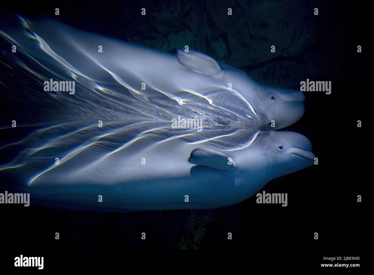 Beluga dolphin underwater close up portrait looking at you Stock Photo ...