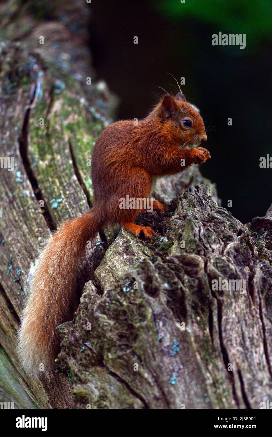 Scottish red squirrel or Sciurus vulgaris Stock Photo - Alamy