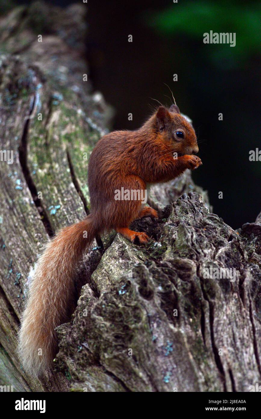 Scottish red squirrel or Sciurus vulgaris Stock Photo - Alamy