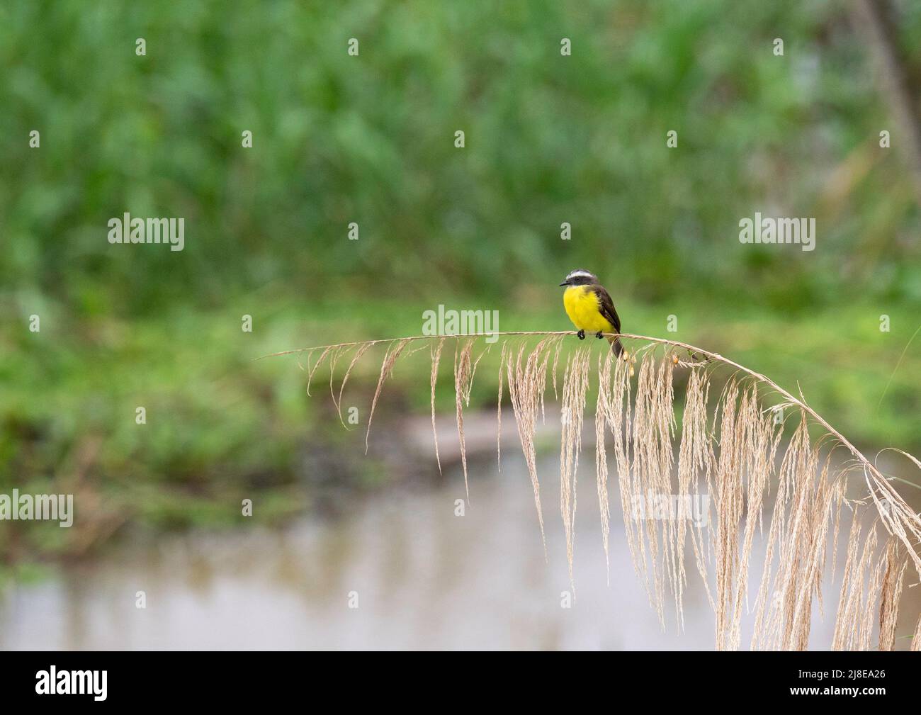 Amazon rainforest bird hi-res stock photography and images - Alamy
