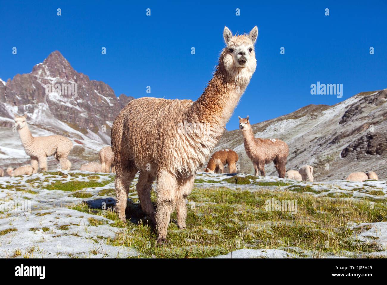 Llama mountains hi-res stock photography and images - Alamy
