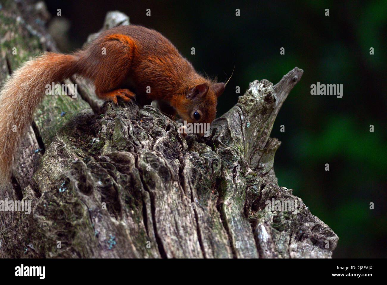 Scottish red squirrel or Sciurus vulgaris Stock Photo - Alamy