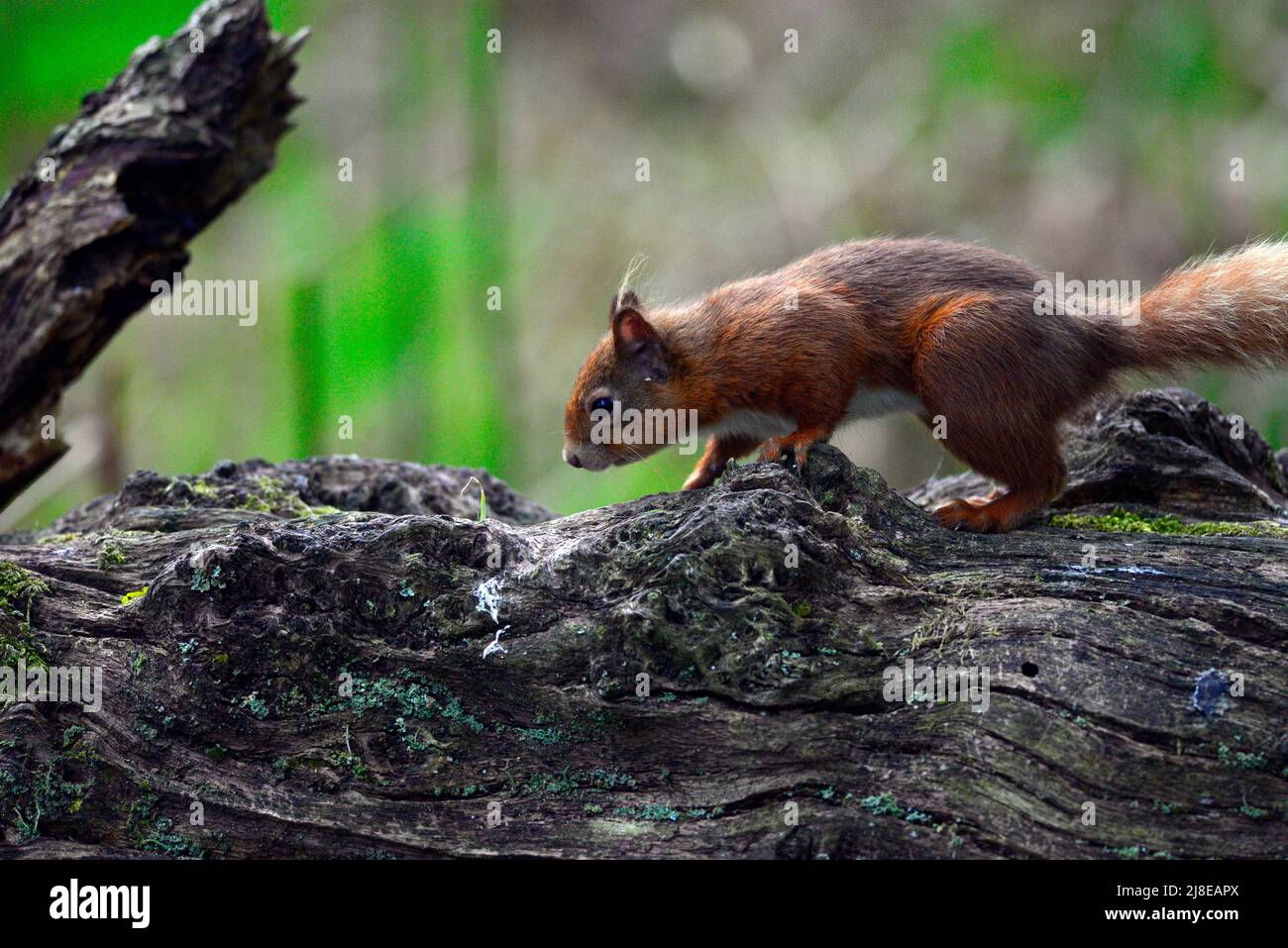 Scottish red squirrel or Sciurus vulgaris Stock Photo - Alamy