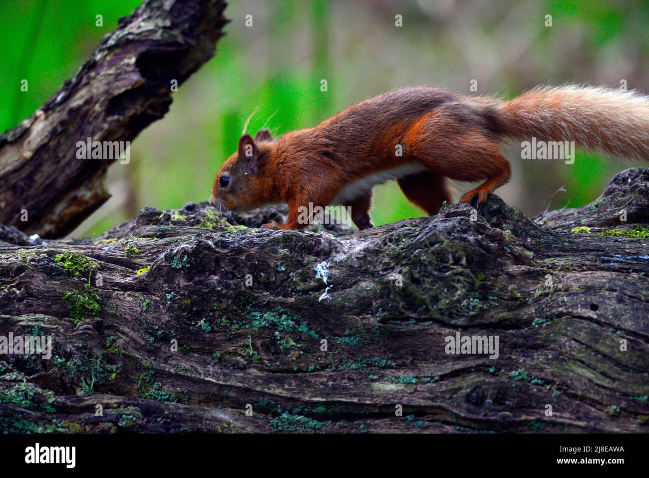 Scottish red squirrel or Sciurus vulgaris Stock Photo - Alamy