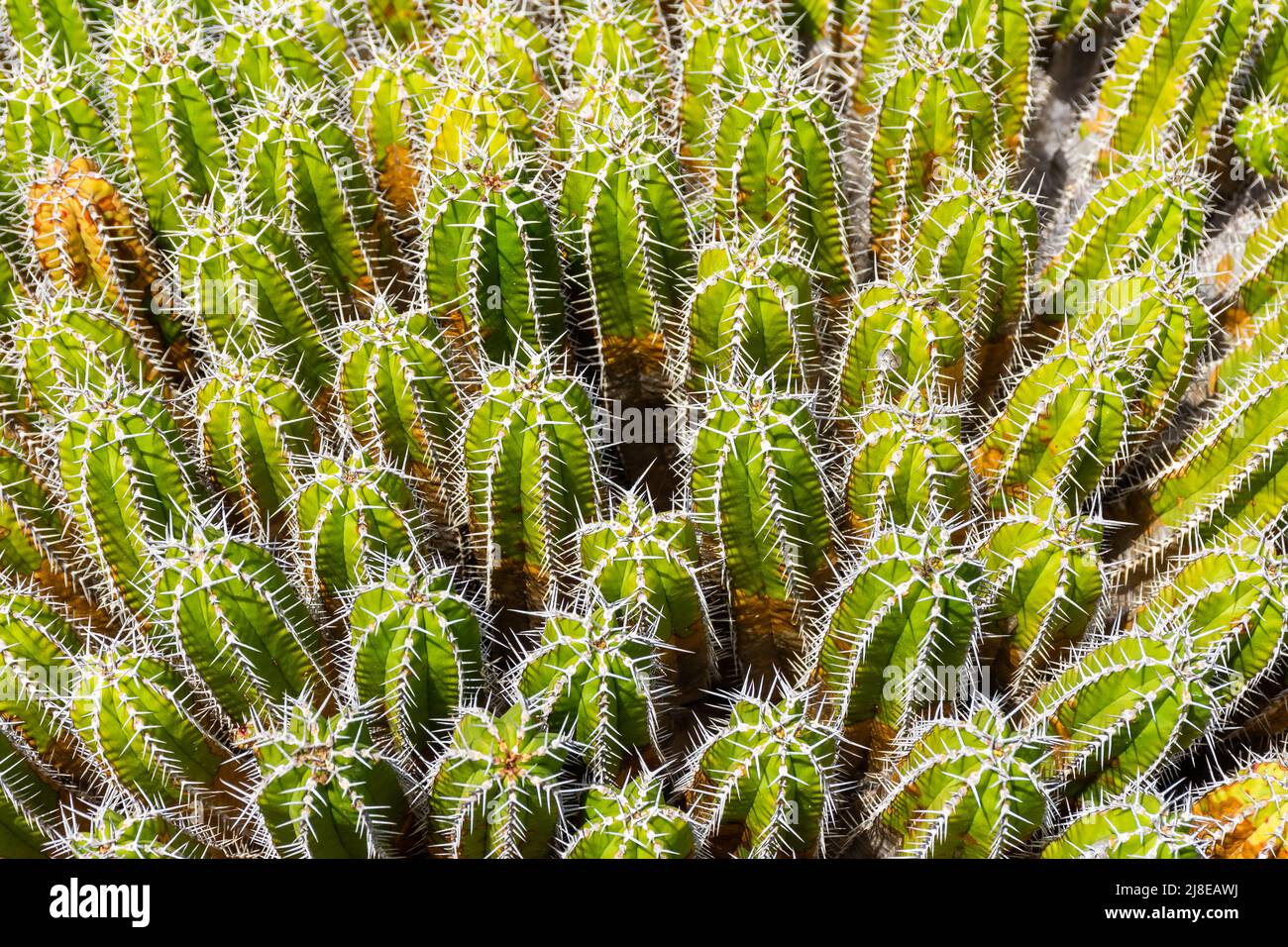 Pilosocereus Royenii, cactus typical of the Antilles Stock Photo - Alamy
