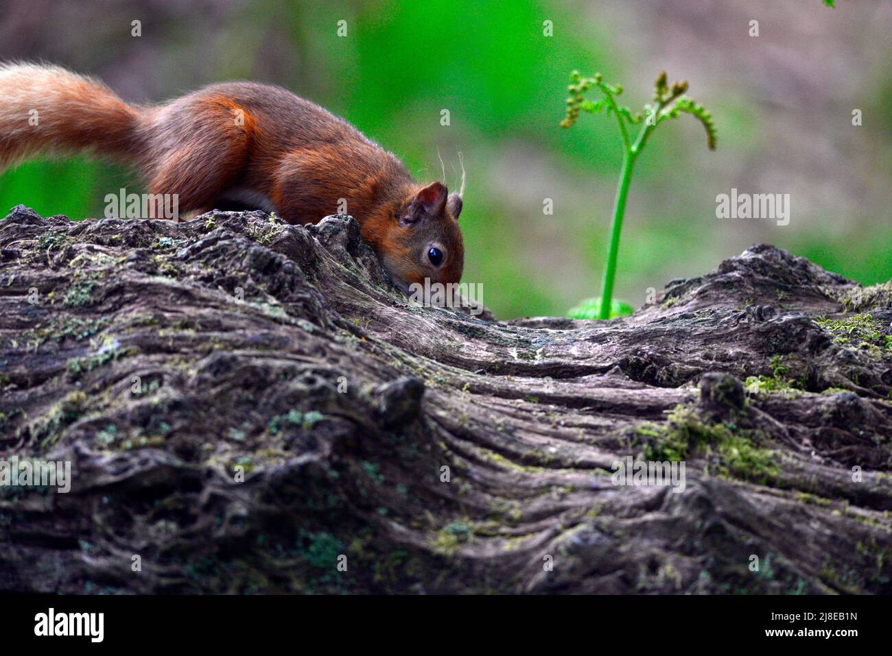 Scottish red squirrel or Sciurus vulgaris Stock Photo - Alamy